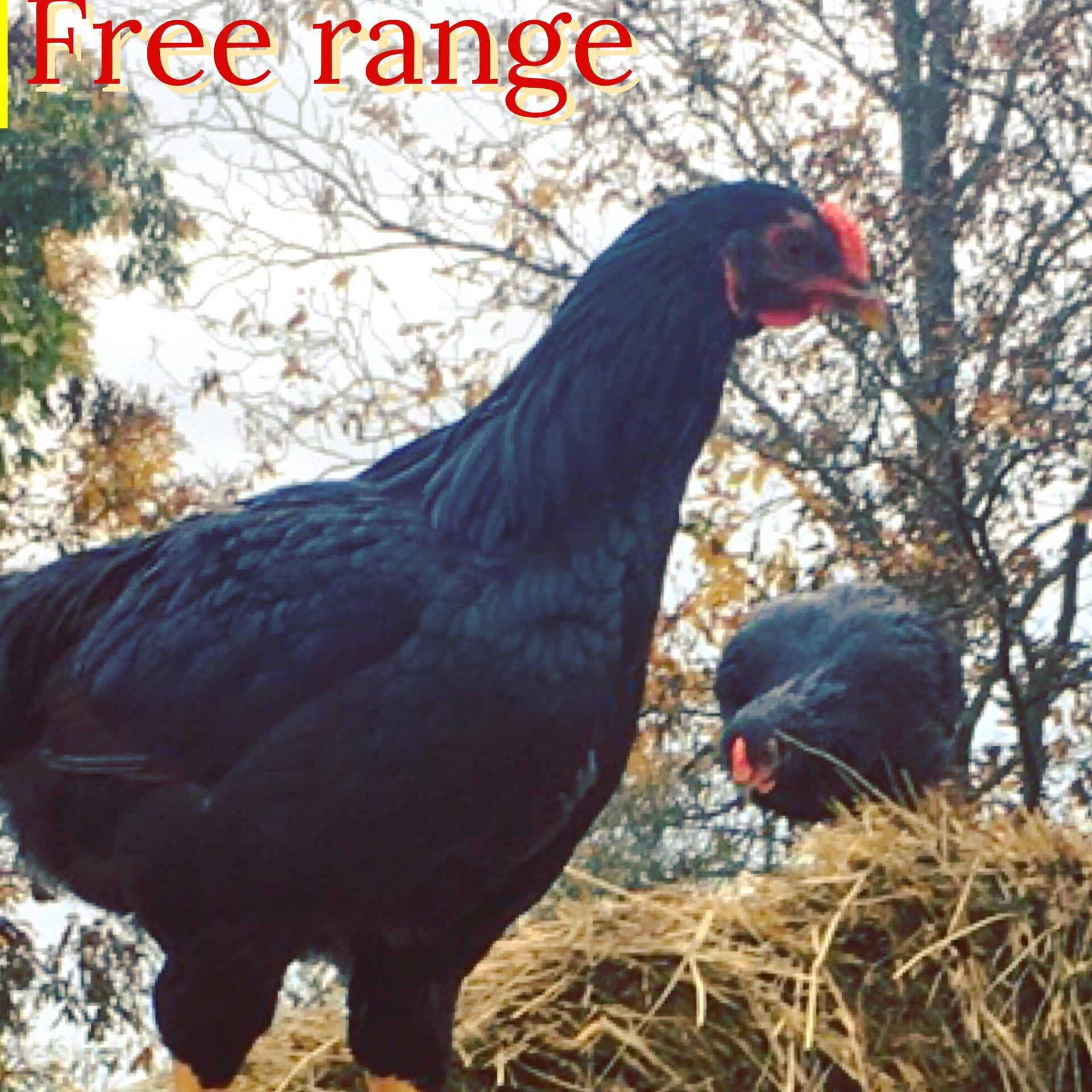 Dark Cornish Chicken $9/lb | Cayuta Sun Farm